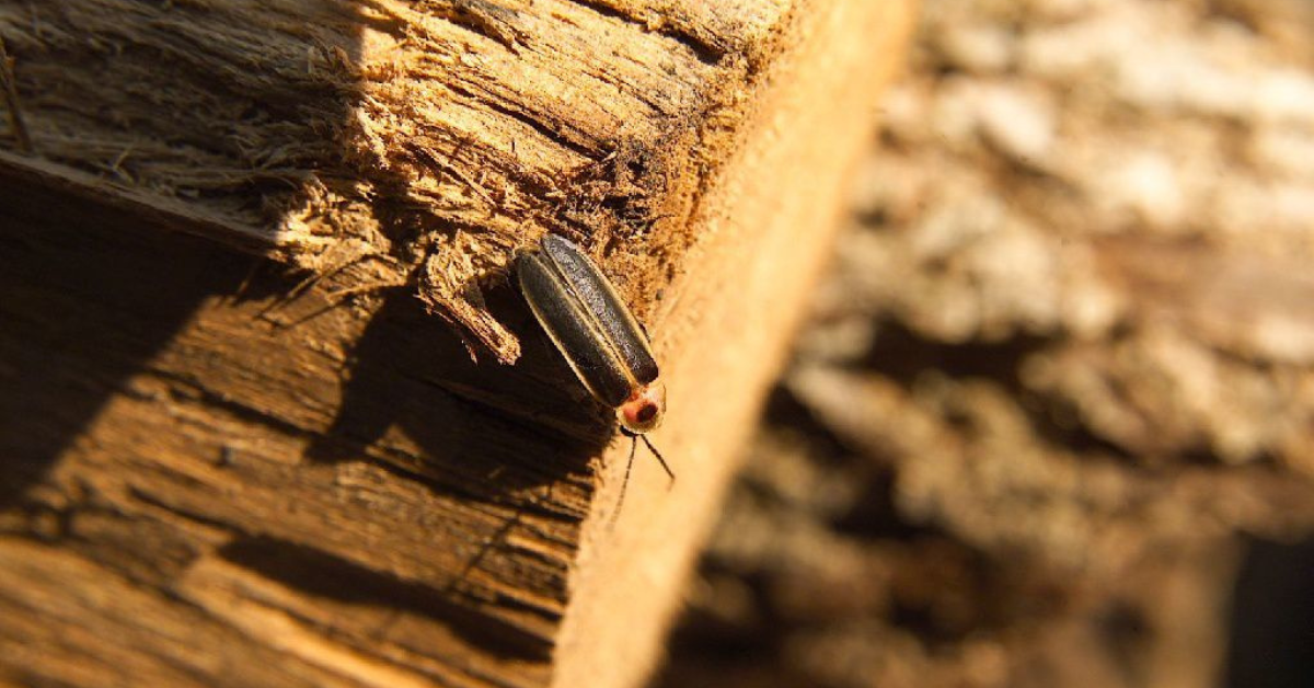 Tips for Control of Firewood Insects