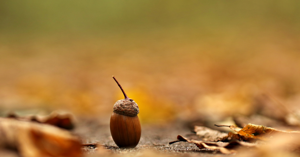 Acorns Signal A Bad Lyme Disease Season
