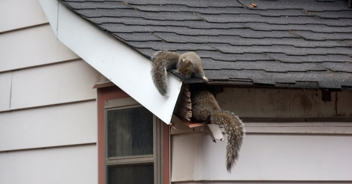 Squirrels in the Attic
