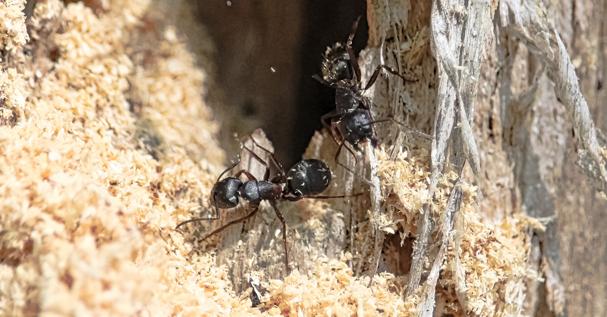 Carpenter Ant Control in Albany: Protect Your Home from Structural Damage