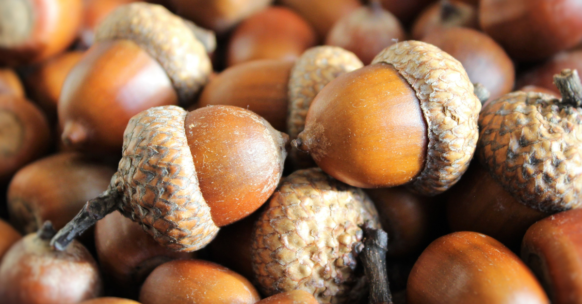 Acorns signal a bad Lyme Disease Season