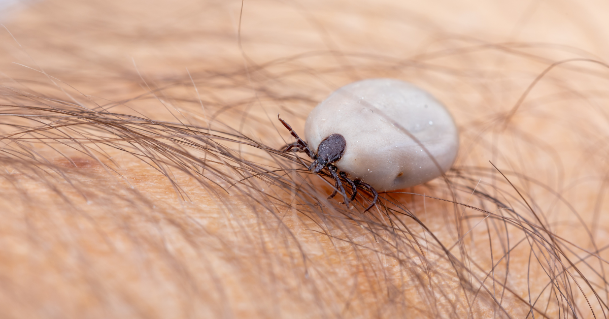Deer Ticks Spread Lyme And Other Tick Information