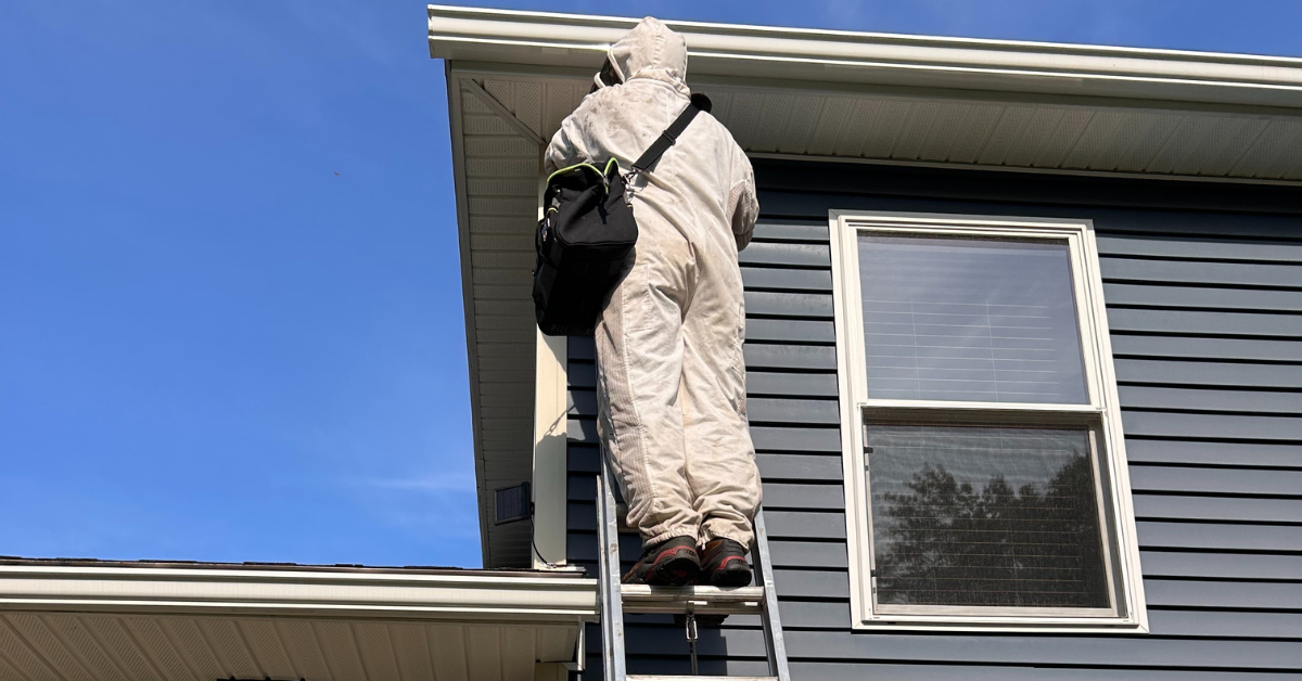 Bee Removal Albany, NY