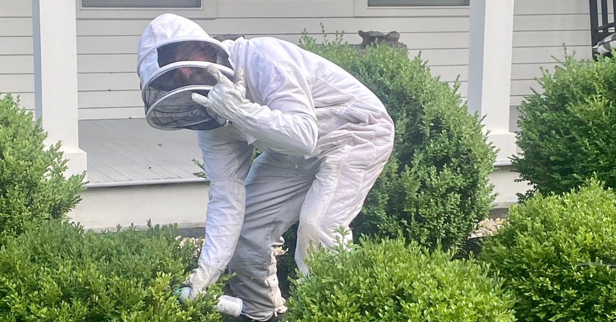 Cicada Wasp Removal