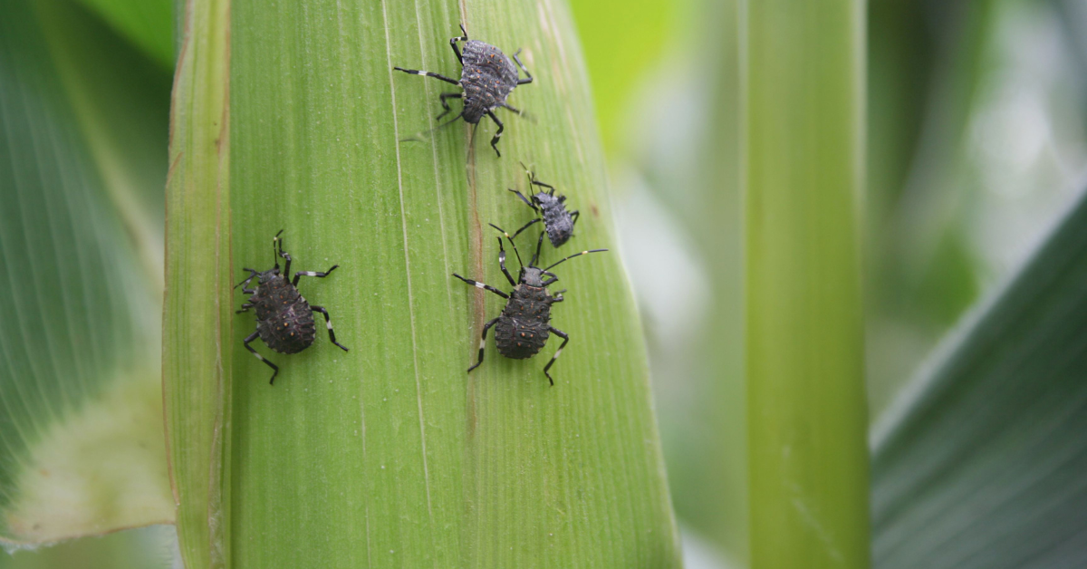 Stink Bug Removal, Control and Prevention