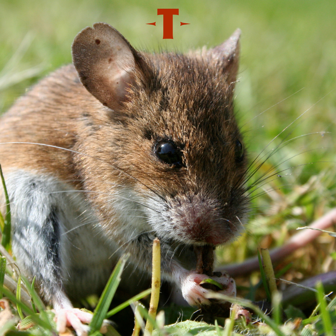 The Secret Lives of Rodents: 10 Fascinating Facts You Never Knew